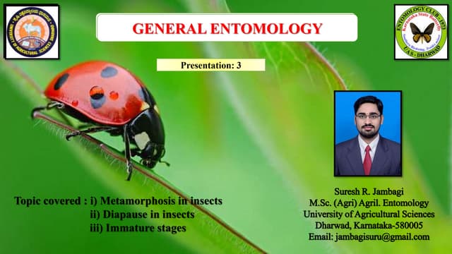 Type of Insect head | PPTX