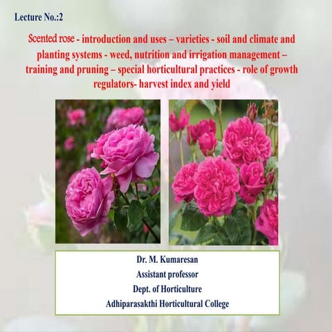 Rose Information in English-Rose Information for Project-Rose ...