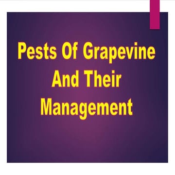 Pest of grapevine. | PPTX