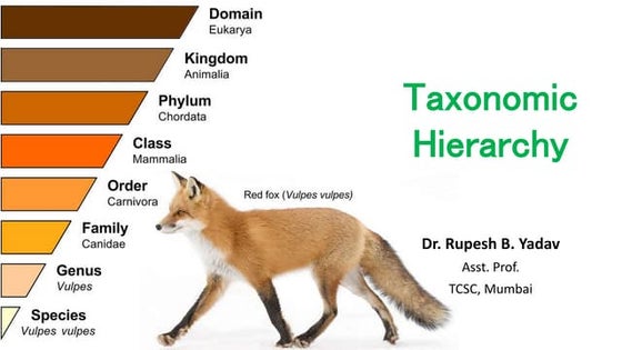 Hierarchy of Classification Groups - Biology | PPT
