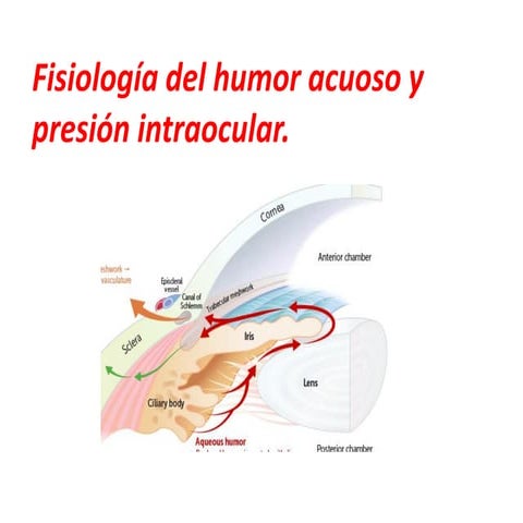 FISIOLOGÍA DEL HUMOR ACUOSO.pdf