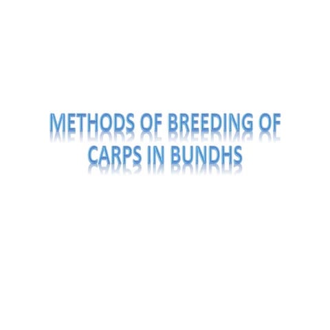 Nervous system of fish; a detailed study | PPTX