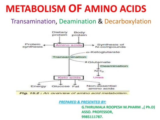 Amino acid metabolism | Transamination | Deamination | | PPT
