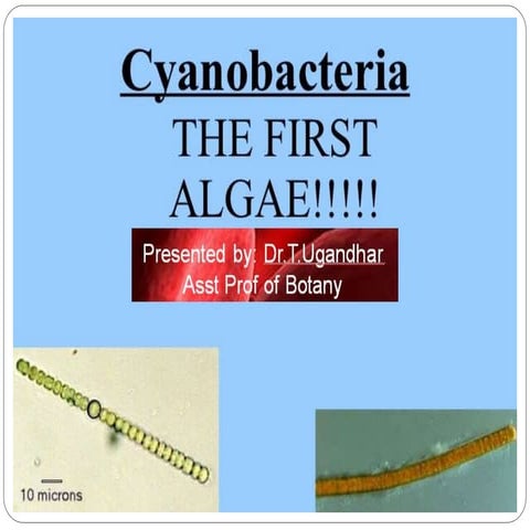 Cyanophyta | PPT