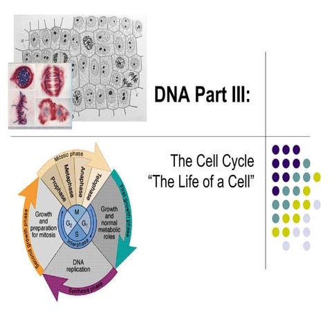 3. Cell Cycle.pptx