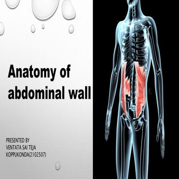 Antero-Lateral Abdominal Wall (Anatomy of the Abdomen) | PPS