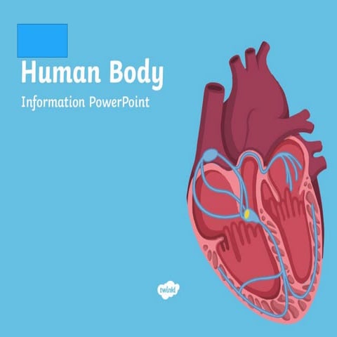 3.-human-body-information-powerpoint.pdf