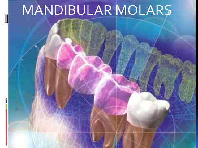 Upper First Molar | PPT