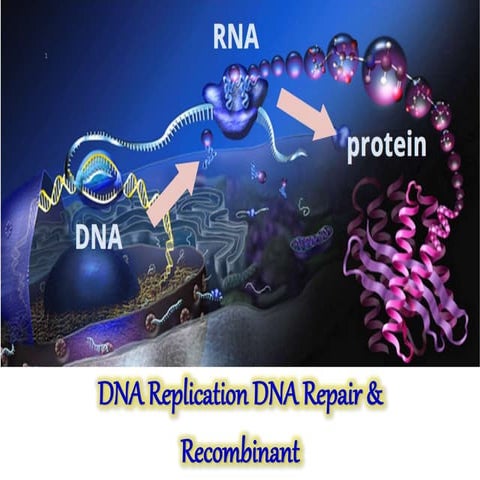 DNA Replication and DNA Repair Mechanism | PPTX