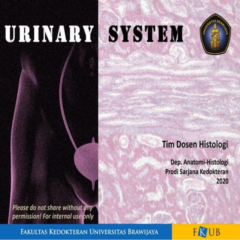 Histology of The Genitourinary System PDF | PDF