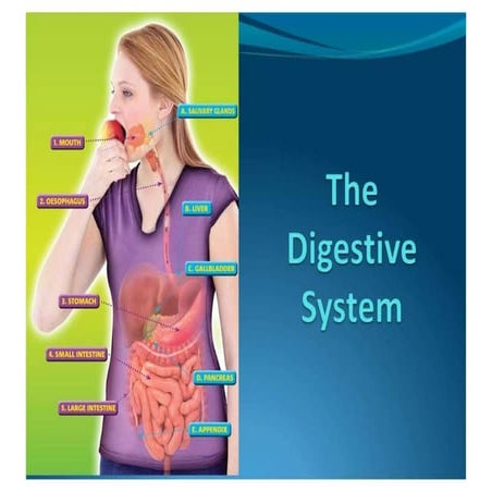 the digestive system with diagrams and labelling | PPTX