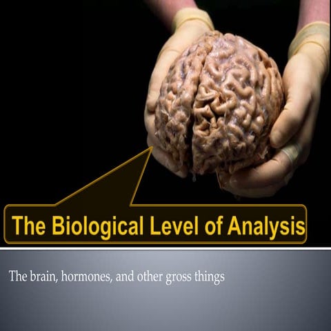 IB Psychology The Biological Level of Analysis.pptx
