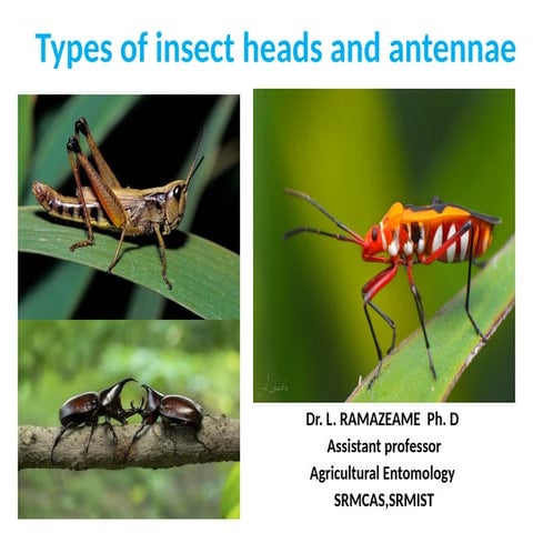 3. Types of insect heads and antennae.pptx