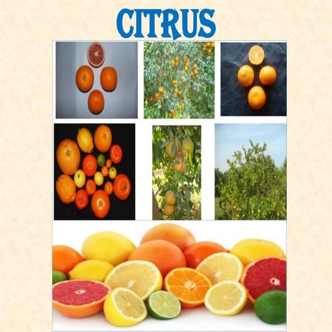 3. citrus revised by shalinderjeetppt.pptx