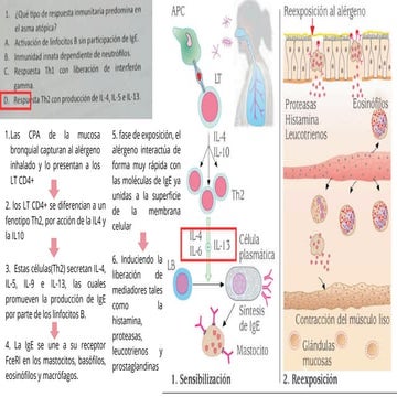 3. ¿Qué mediador es clave en la broncoconstricción y la inflamación en ...