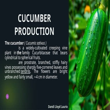 3. Cucumber-Production for horticulture.pptx