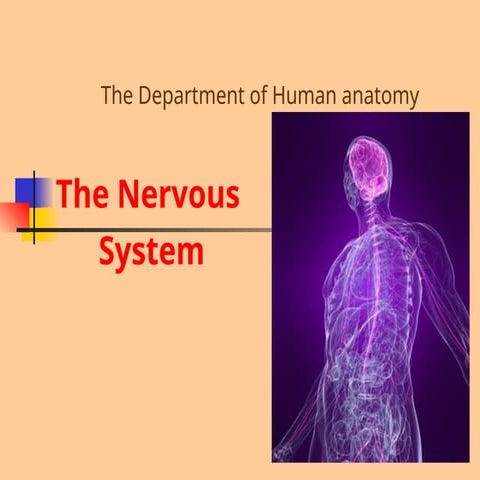 Nervous system human anatomy types and properties | PPT