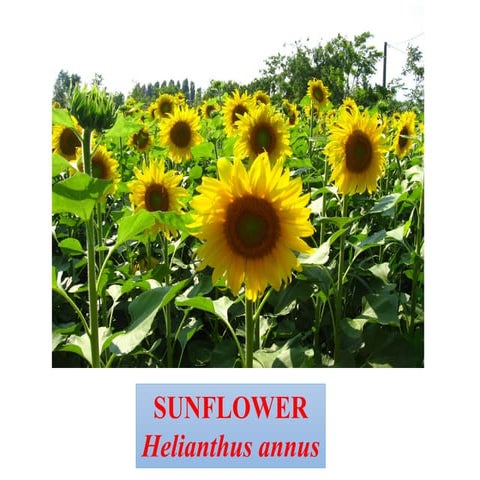 Sunflower Diseases: Sclerotinia stem rot, Alternaria leaf blight | PDF