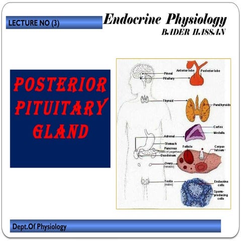 3.Posterior pituitary gland presentation.pptx