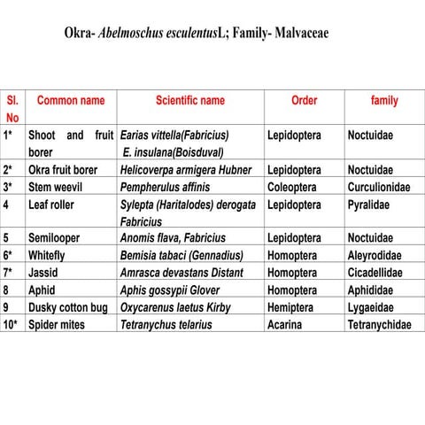 3.Okra pests.pptdddddddddddddddddddddddddddddddddddddd | PPT