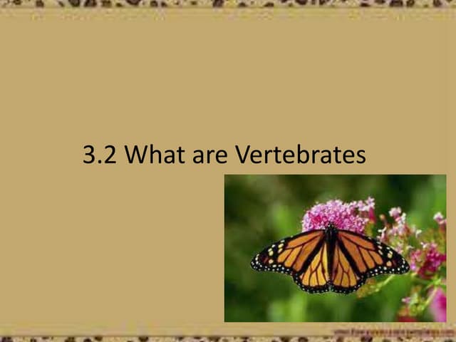 Vertebrates | PPT