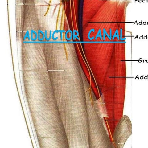 Dorsum of foot and medial side of leg | PPTX