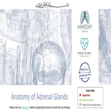 3- Anatomy of Adrenal Glands (Updated).pdf