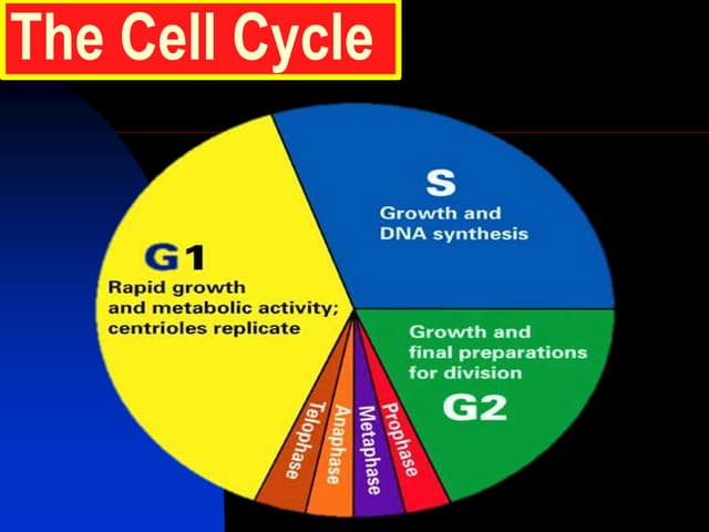 MITOSIS AND MEIOSIS (cell division) | PPTX