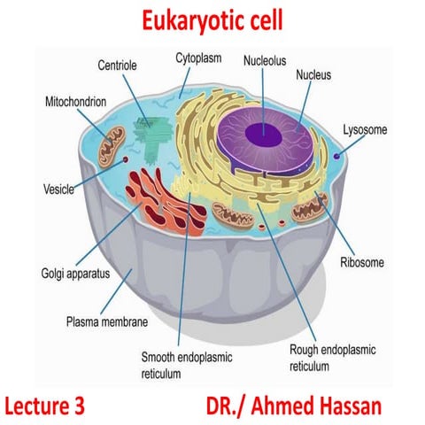 3- Cell Biology, Eukaryotic cells 1.pptx