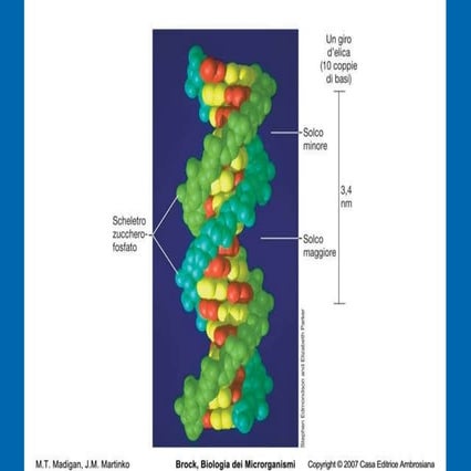 3.codice genetico.mutazioni | PPT