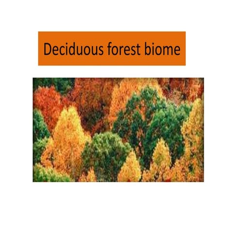 3 deciduous forest biome | PPT