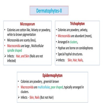 Dermatophytes:Microsporum, Trichophytom, Epidermophyton | PDF