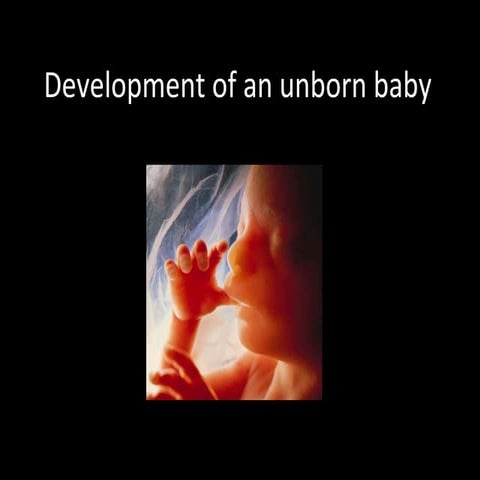 Development Of Unborn Baby | PPT