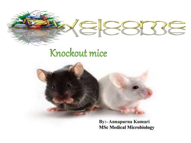 Knockout mice | PPTX
