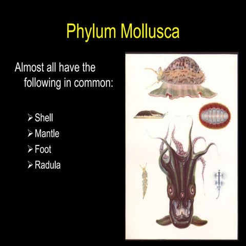 3. molluscs chitons and snails | PPTX