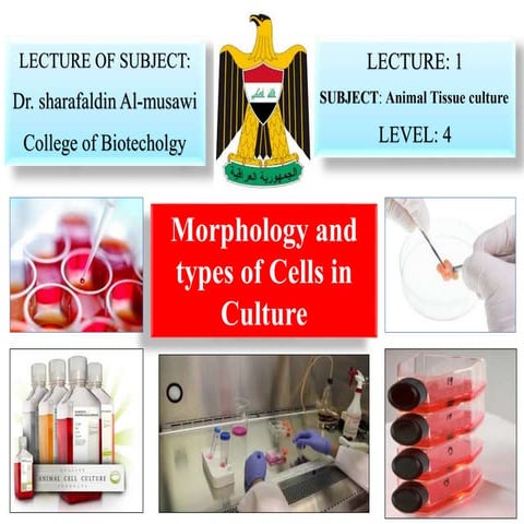 3 morphology and types of cells in culture lecture 3 | PPTX