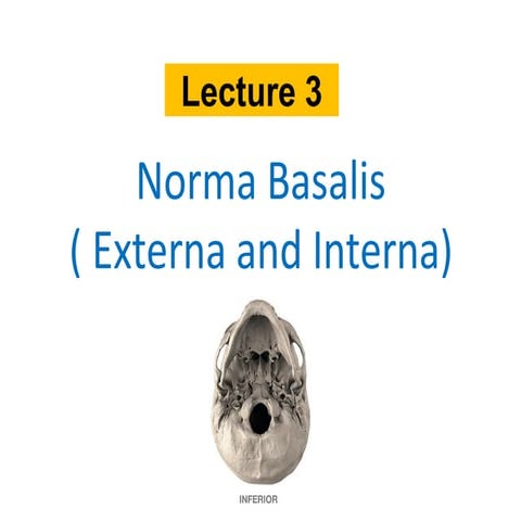 Cranial fossae in base of the human skull | PDF