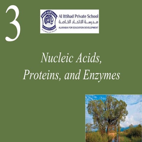 3-+Nucleic+Acids,+Proteins+and+Enzymes.ppt