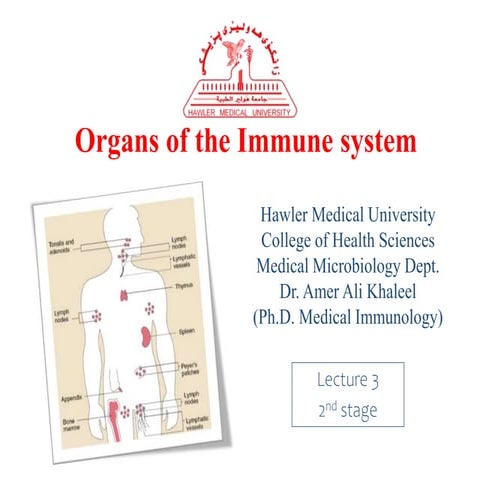 Organs of the Immune system | PPT