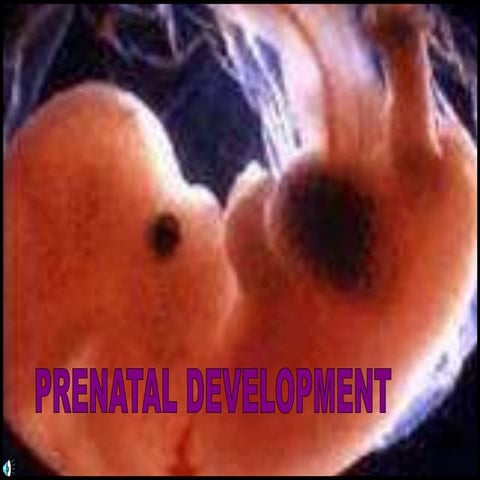 Human embryonic development | PPT