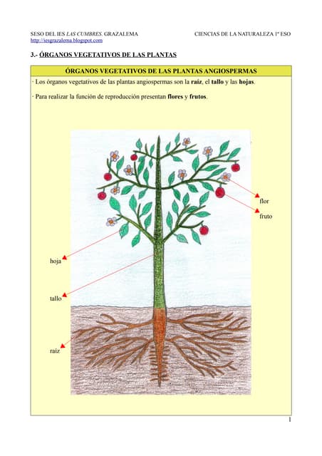 As plantas: o talo | PDF