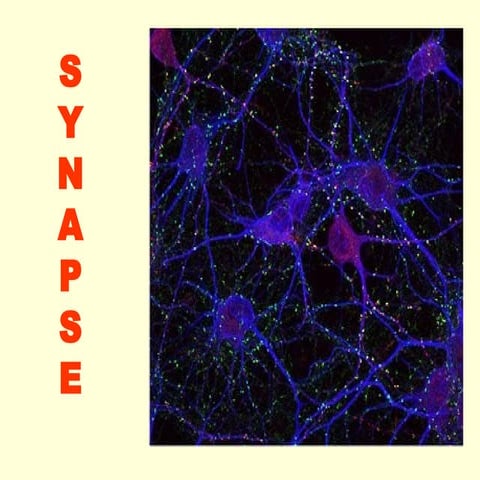 3. synapse 08-09 | PPT
