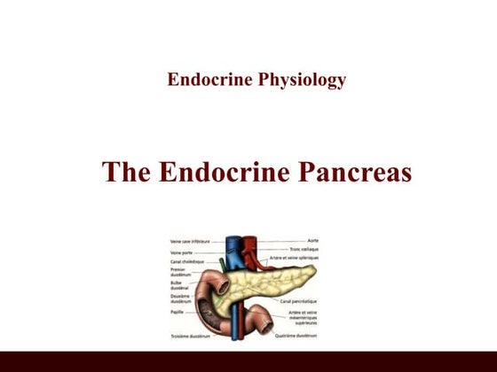Pancreas Anatomy And Functions Ppt