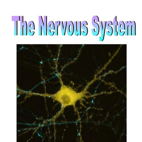The Nervous System: CNS & PNS | PPT
