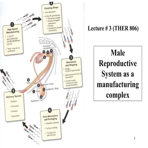 Reproductive system of a buck | DOCX