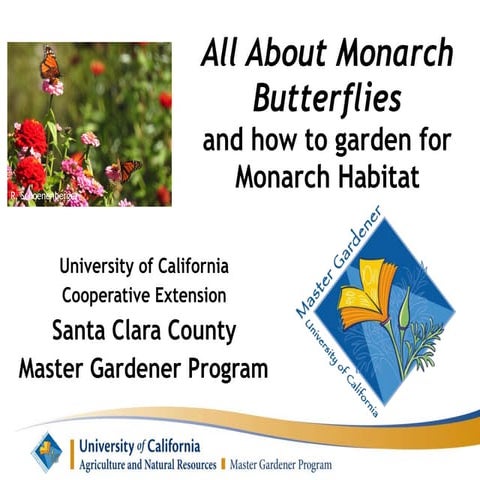 Monarch Butterflies | PDF