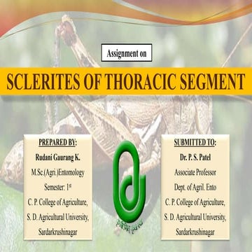 Insect thorax : Its areas, structure, function and modification in ...
