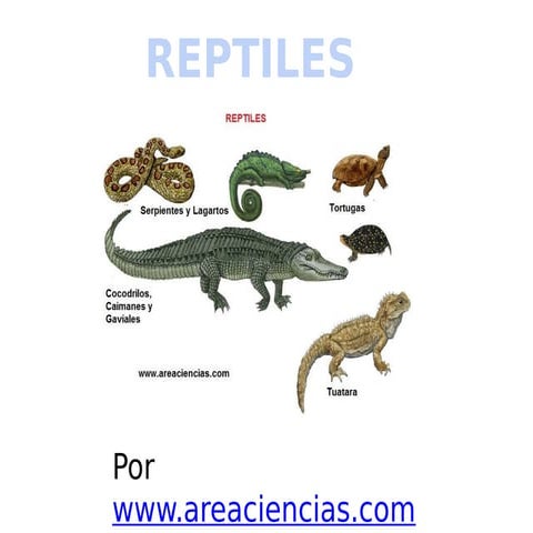 Hoja De Trabajo Sobre Reptiles Y Anfibios Clasificación De Animales: