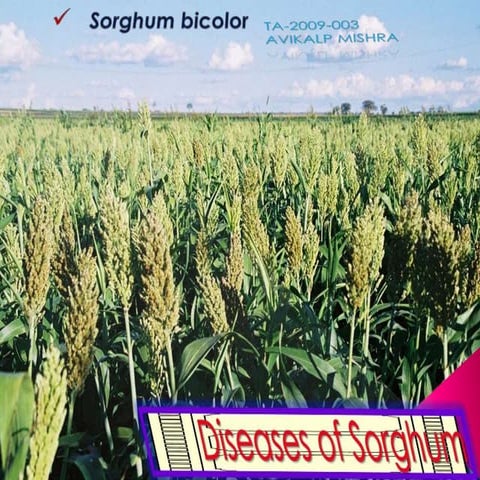 Sorghum_Diseases_Arya_Anand (1)jnujaipur.pptx