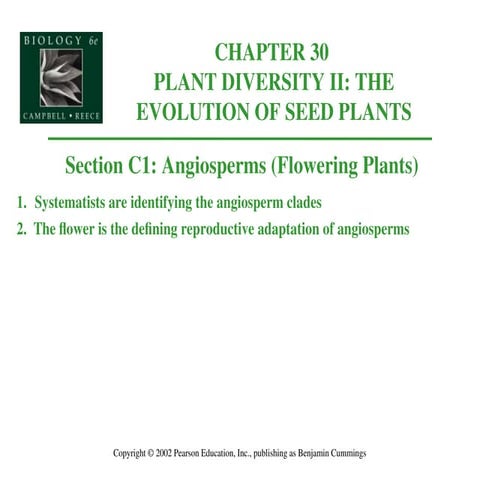 Angiosperms | PPTX